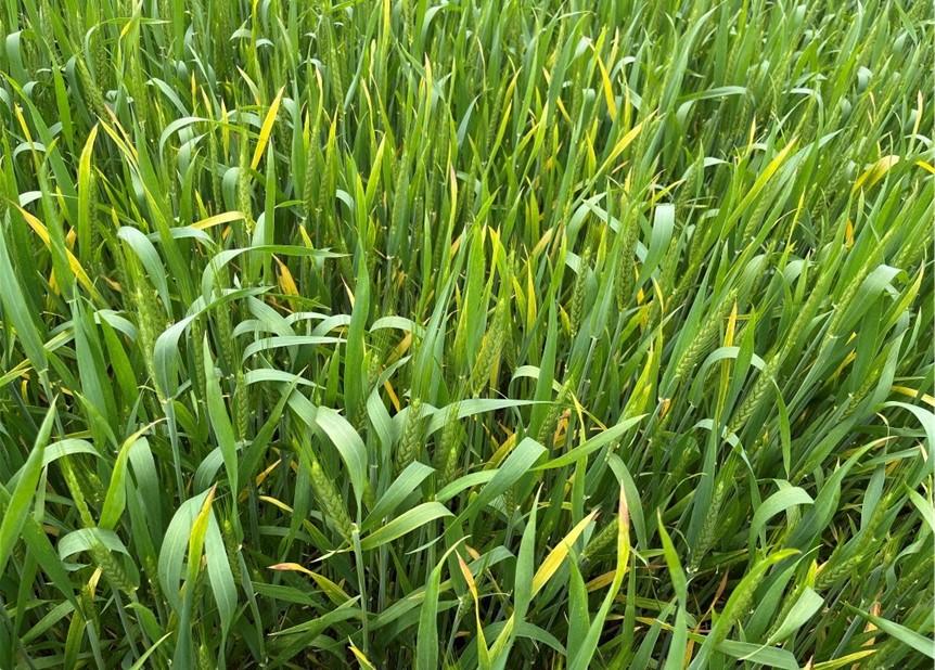 Troubleshooting Disease Symptoms in Wheat | University of Maryland ...