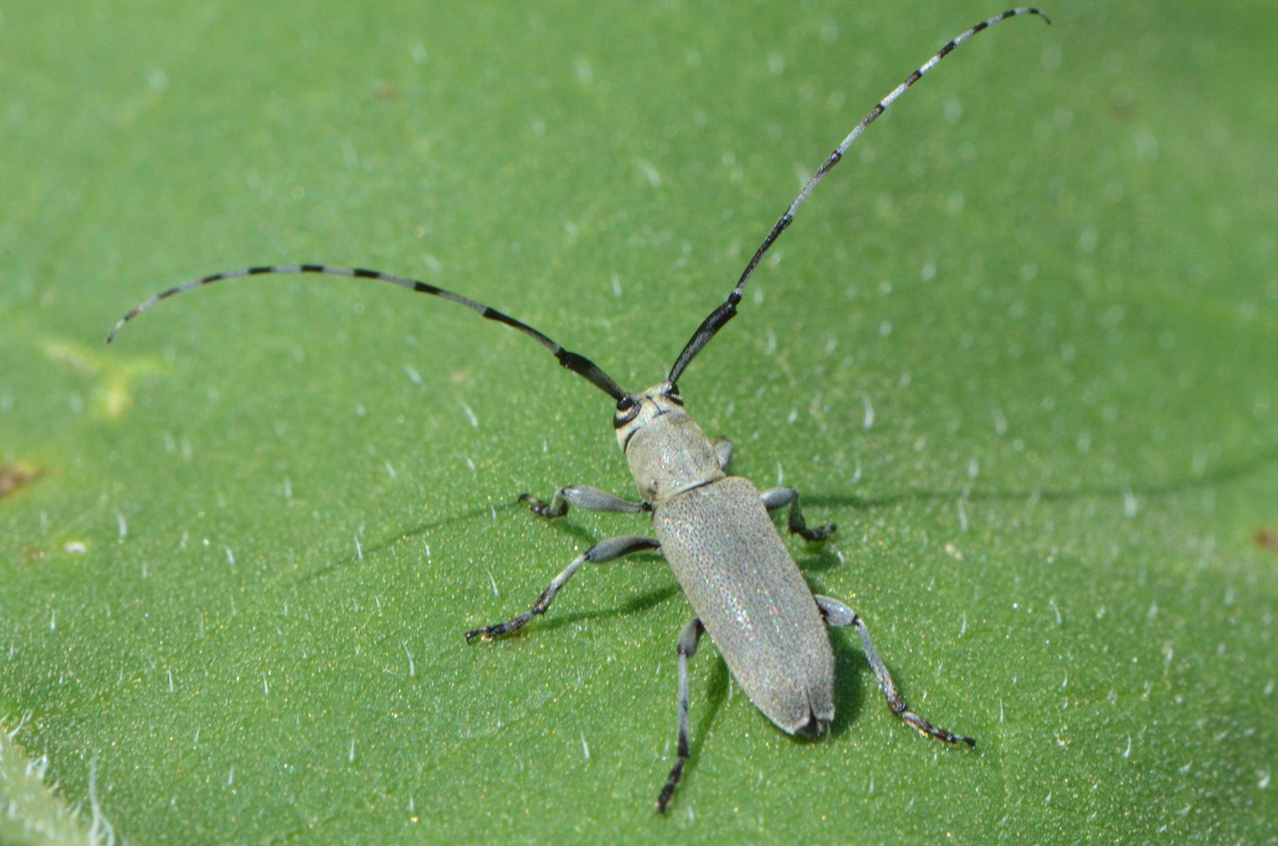 Agronomy News Insect Scouting Tips | University of Maryland Extension