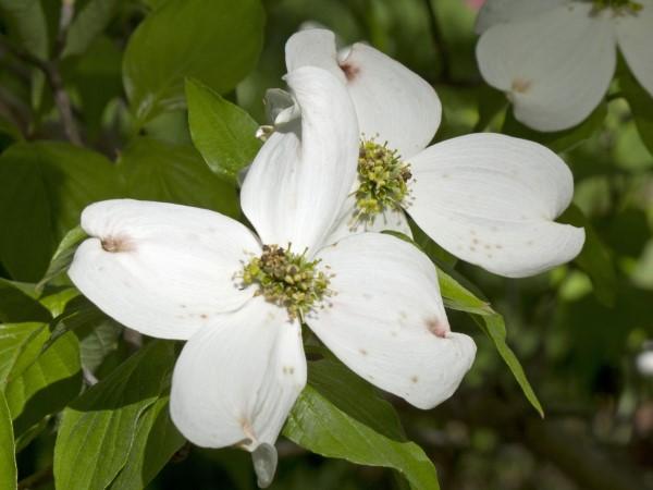 Recommended Native Plants for Maryland | University of Maryland Extension