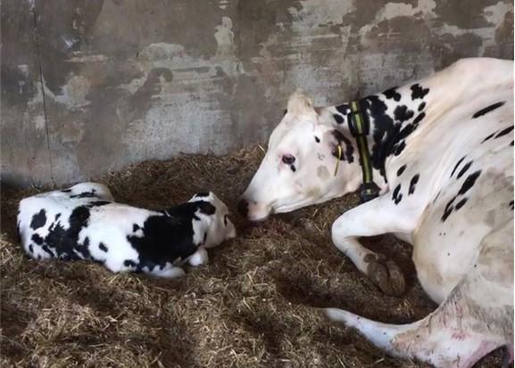 Ketosis in the dairy cow: Friend or Foe? | University of Maryland Extension