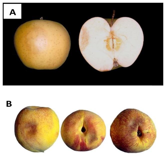 Maximizing Apple and Peach Profits with Preventative Bruising Practices ...
