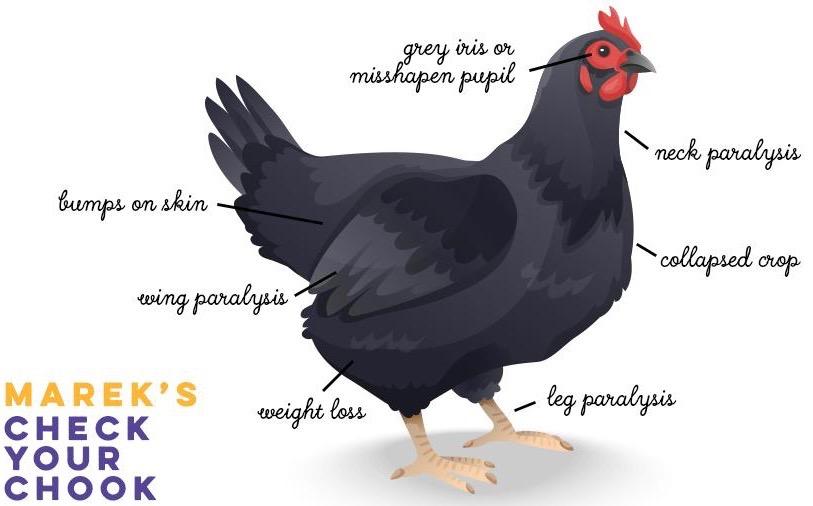 Recognizing and Preventing Marek’s Disease in Small Flocks | University ...