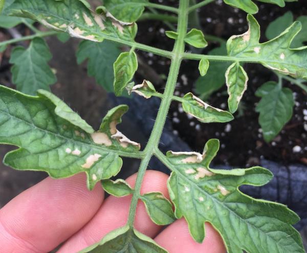 Key to Common Problems of Tomatoes | University of Maryland Extension
