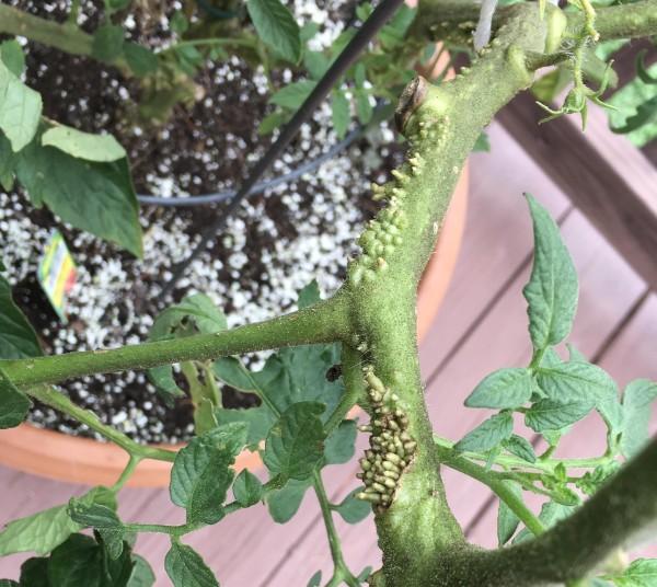 Key to Common Problems of Tomatoes | University of Maryland Extension