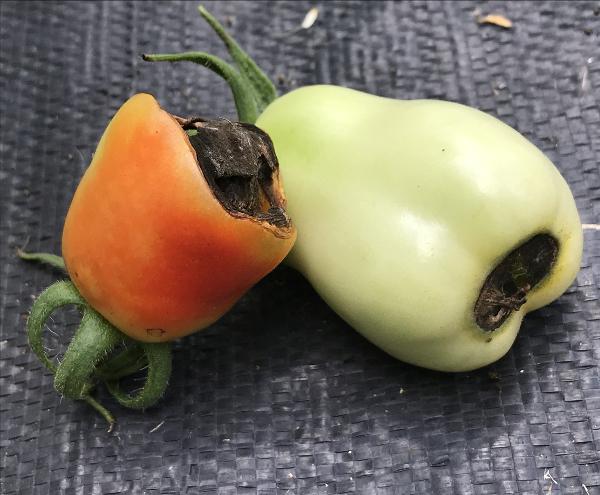 Key to Common Problems of Tomatoes | University of Maryland Extension