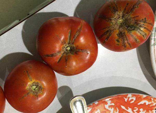 Key to Common Problems of Tomatoes | University of Maryland Extension