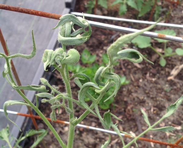 Key to Common Problems of Tomatoes | University of Maryland Extension
