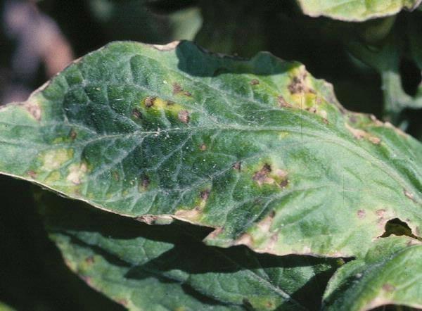 Bacterial Diseases of Tomato | University of Maryland Extension