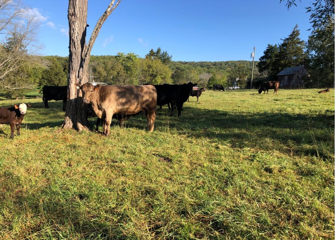 Beef Herd Management | University of Maryland Extension