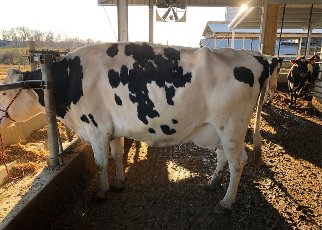 Body Condition Scoring is Important for Dairy Cattle, Too | University ...