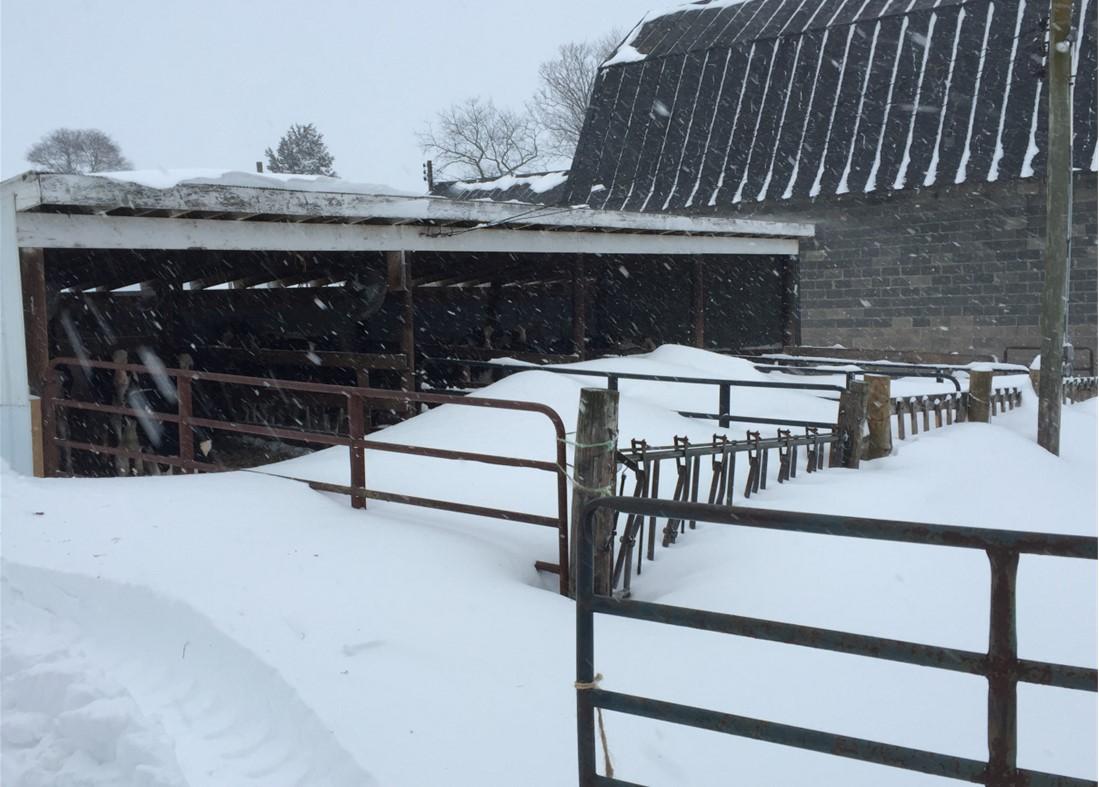 Redirecting to http://www.extension.umd.edu/resource/winter-calf ...