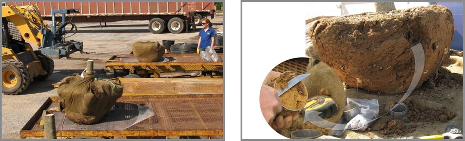 Assessing the Extent of Soil Loss from Nursery Tree Root Ball ...