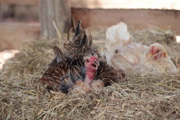 Hatching Eggs at Home (FS-1114) | University of Maryland Extension