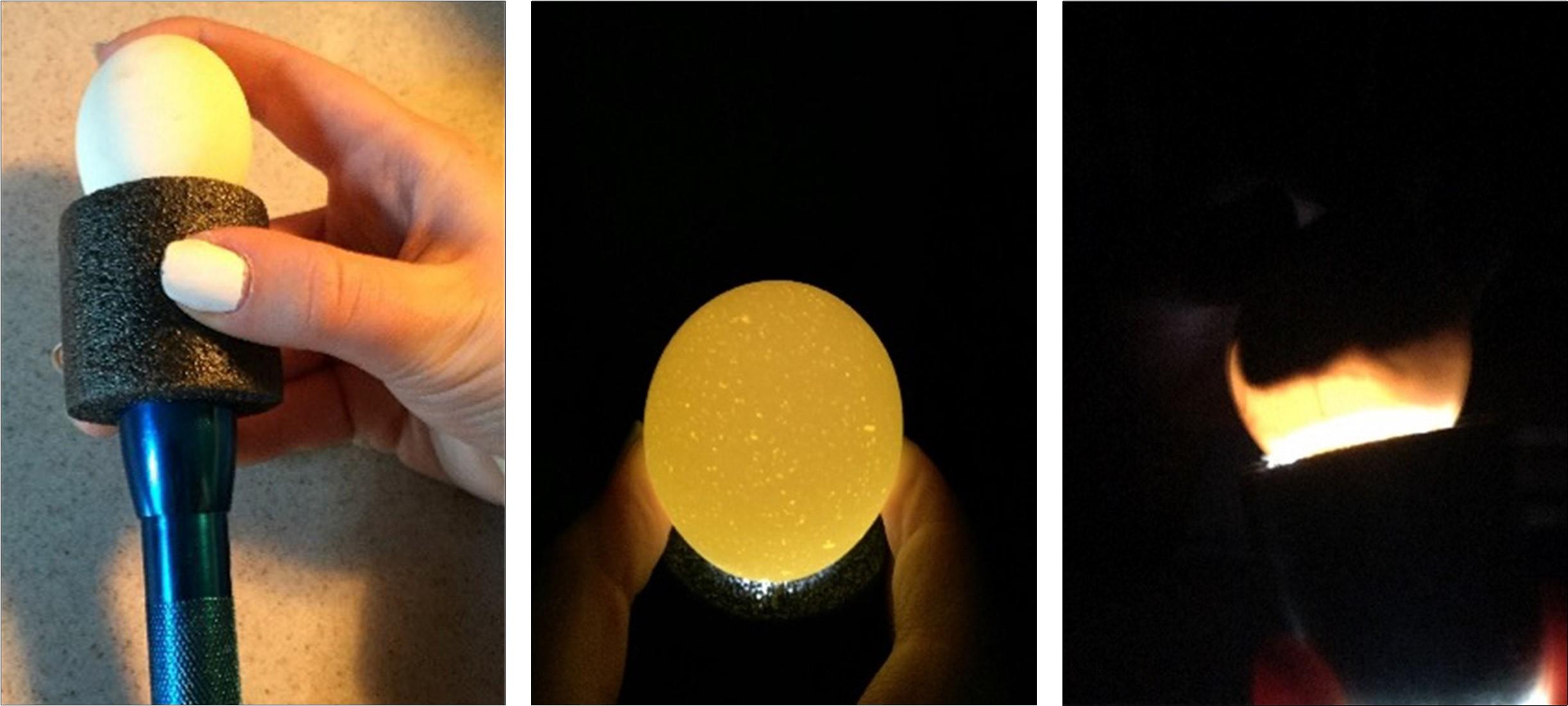 Hatching Eggs at Home (FS-1114) | University of Maryland Extension