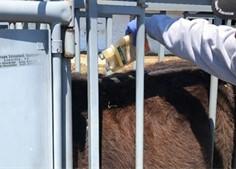 Gastrointestinal Parasite Control in Cattle: The Fecal Egg Count ...