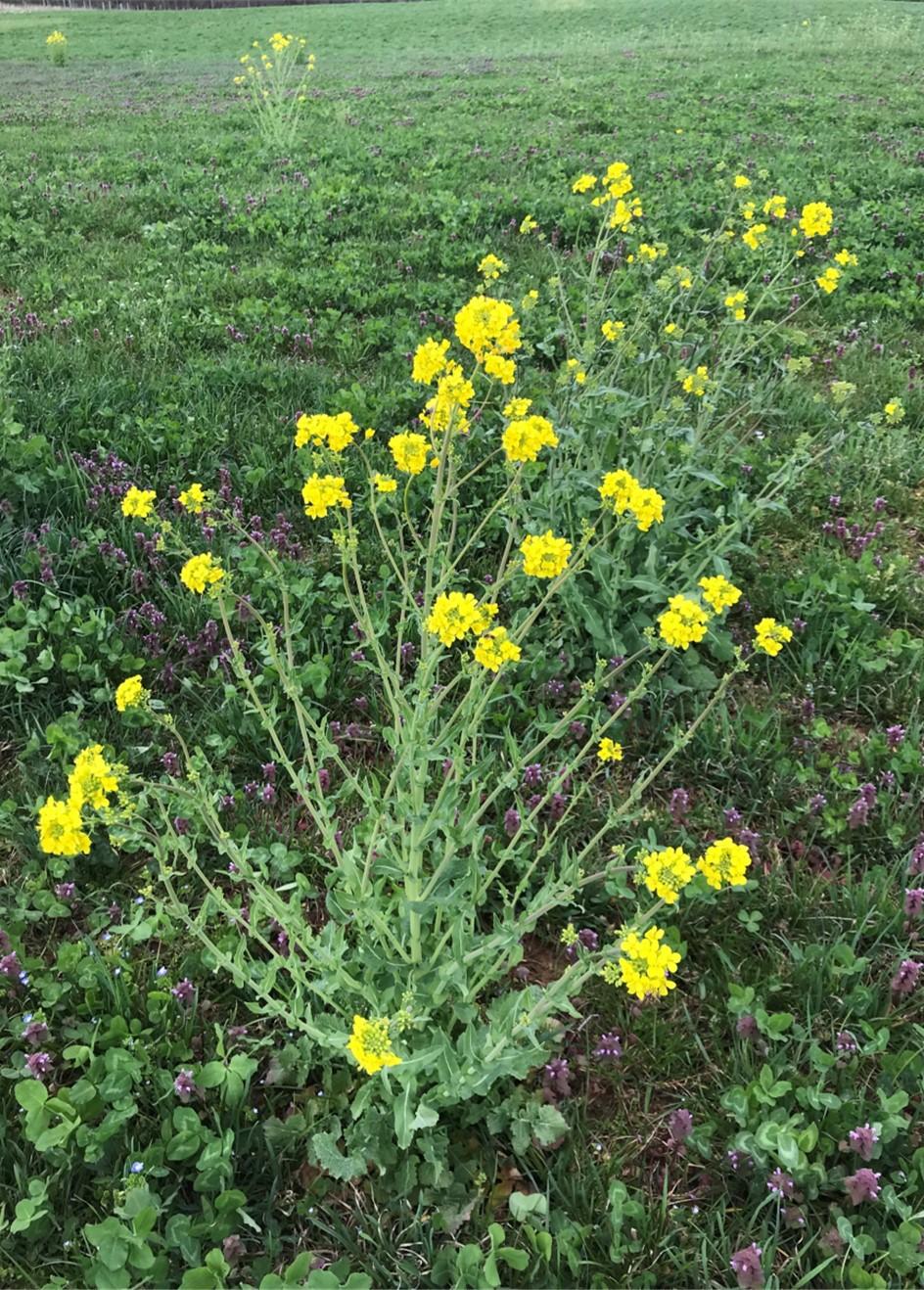 Spring Weed Control for Pasture and Hayfields | University of Maryland ...