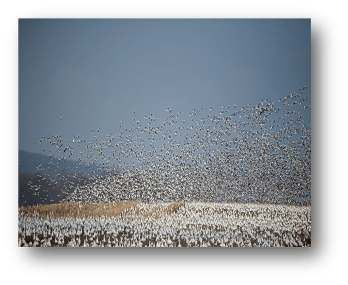 Protect Your Farm from Bird Flu: Tips for Managing Wild Birds During ...