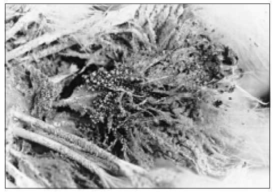 Pest Management Recommendations for Poultry - Cornell/PSU Extensions ...