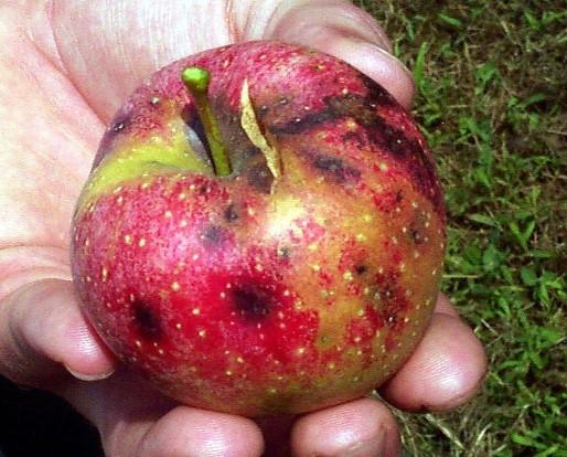 Managing Apple Growing Conditions to Prevent Fruit Cracking ...