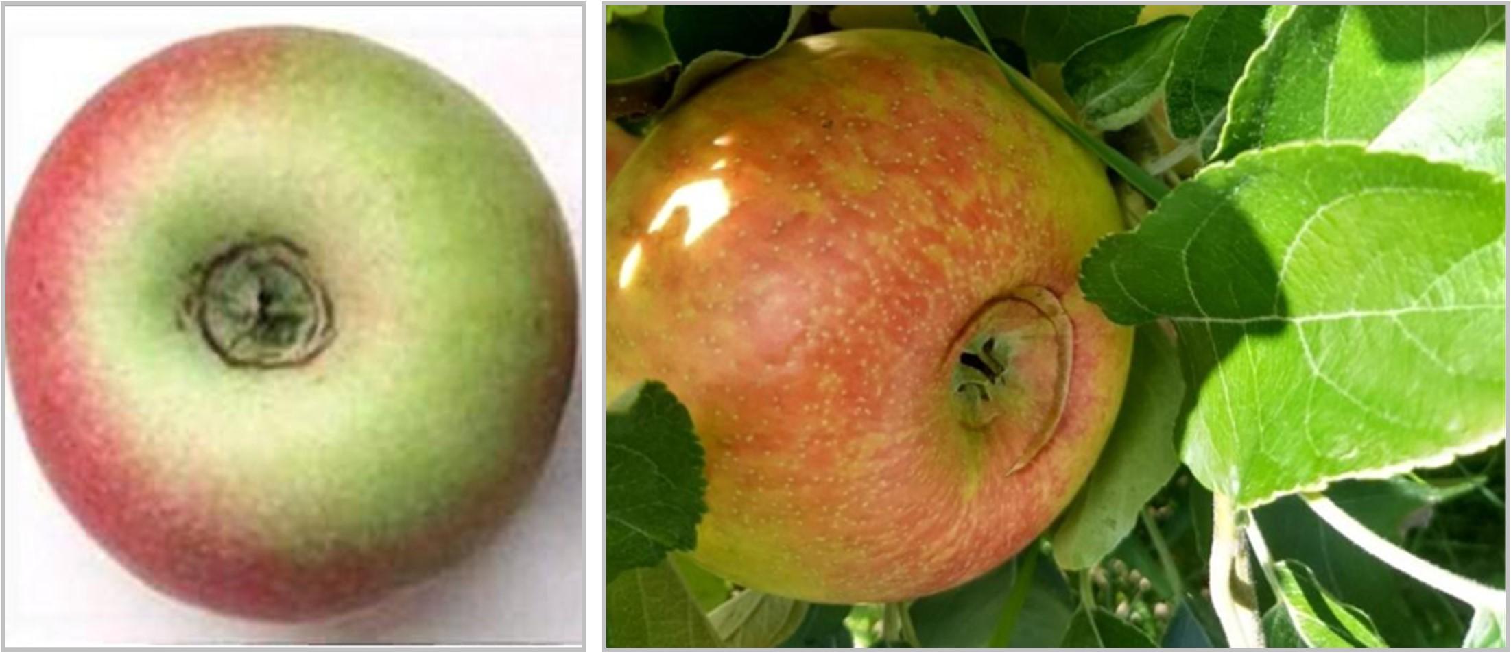 Managing Apple Growing Conditions to Prevent Fruit Cracking ...