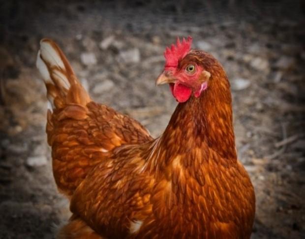 Sickness Behavior in Chickens (FS-1178) | University of Maryland Extension