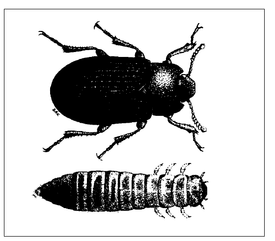 Pest Management Recommendations for Poultry - Cornell/PSU Extensions ...