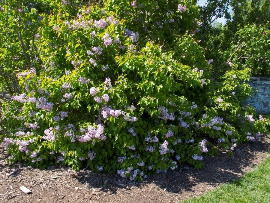 Pruning Shrubs and Hedges in the Home Garden | University of Maryland ...