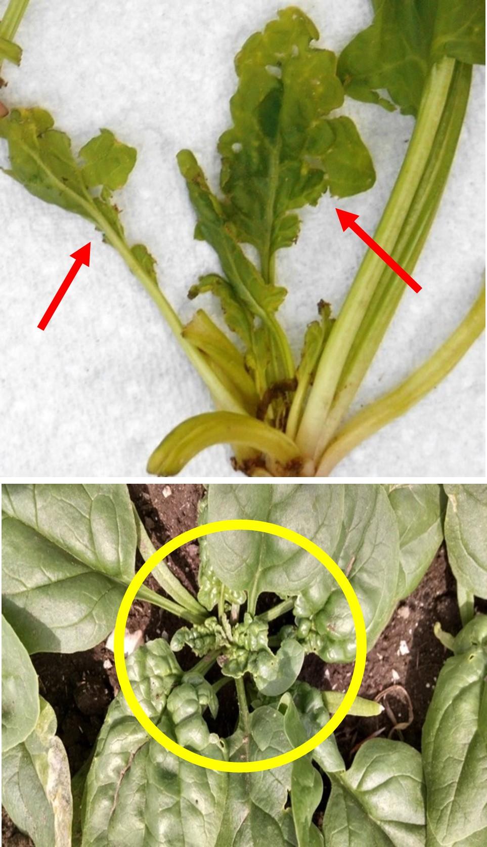 Spinach Crown Mites in Spinach | University of Maryland Extension