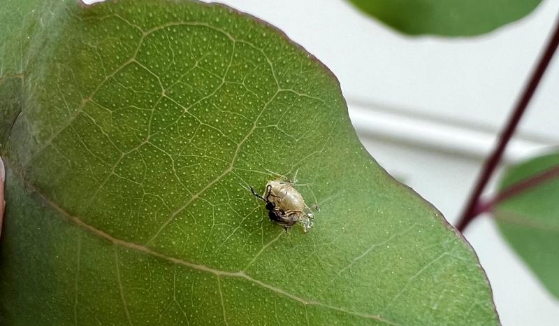 Aphid Parasitoids | University of Maryland Extension