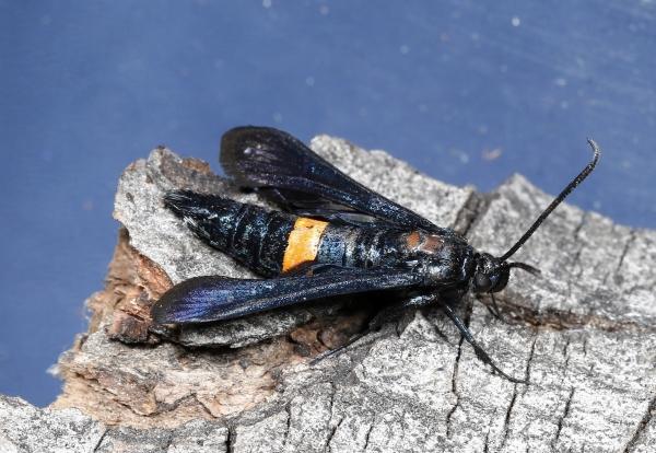 Borer Insects on Shrubs | University of Maryland Extension