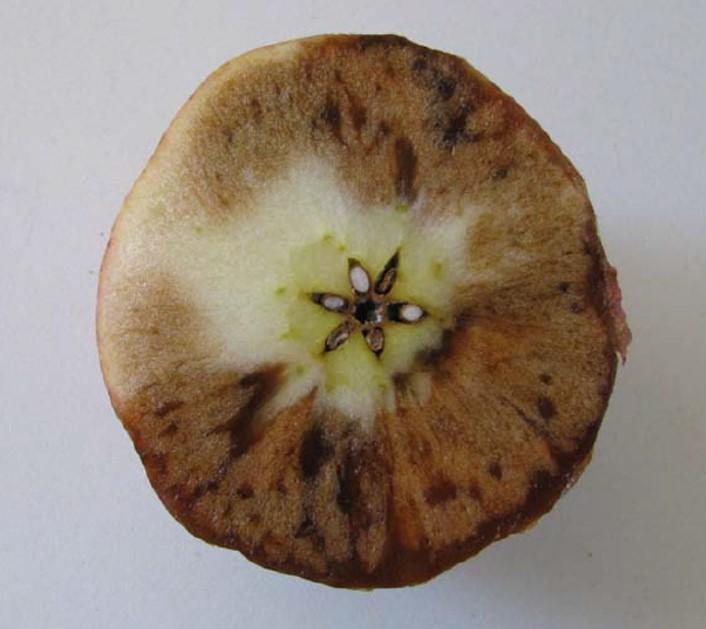 Water core in apples: what is it, what causes it and how can it be ...
