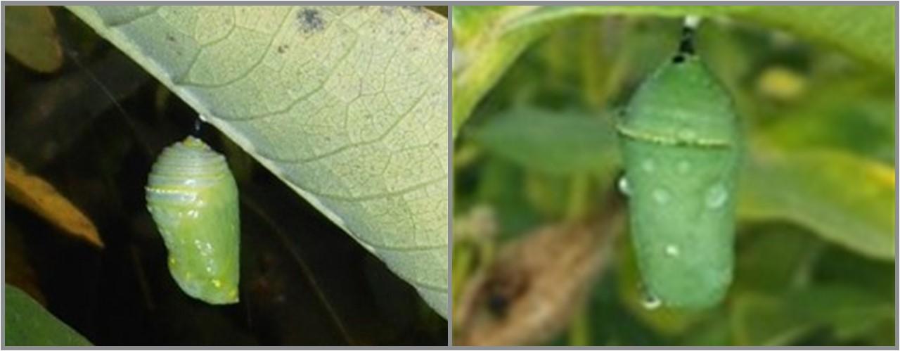 Metamorphosis: The Life Stages of a Monarch Butterfly on Milkweed in ...