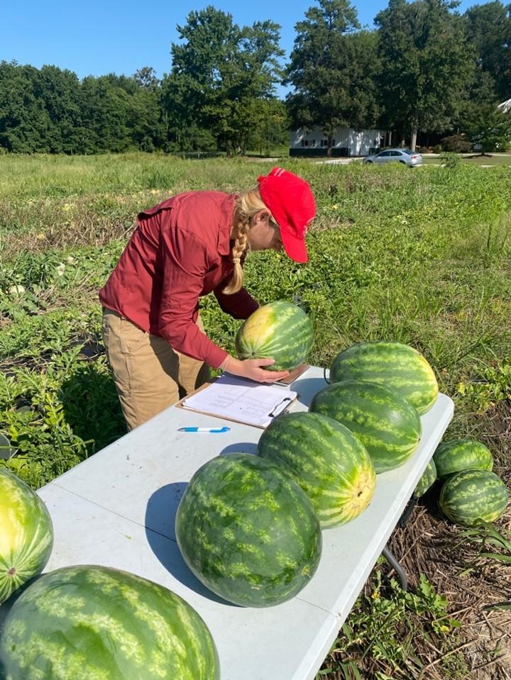 Grafted Watermelon Spacing Study | University of Maryland Extension