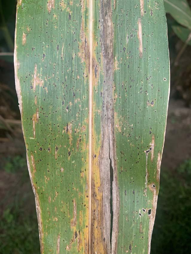 Tar Spot Confirmed in Additional Counties in Maryland | University of ...