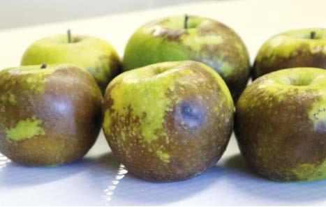 Superficial Scald in Apples: Strategies and Solutions | University of ...