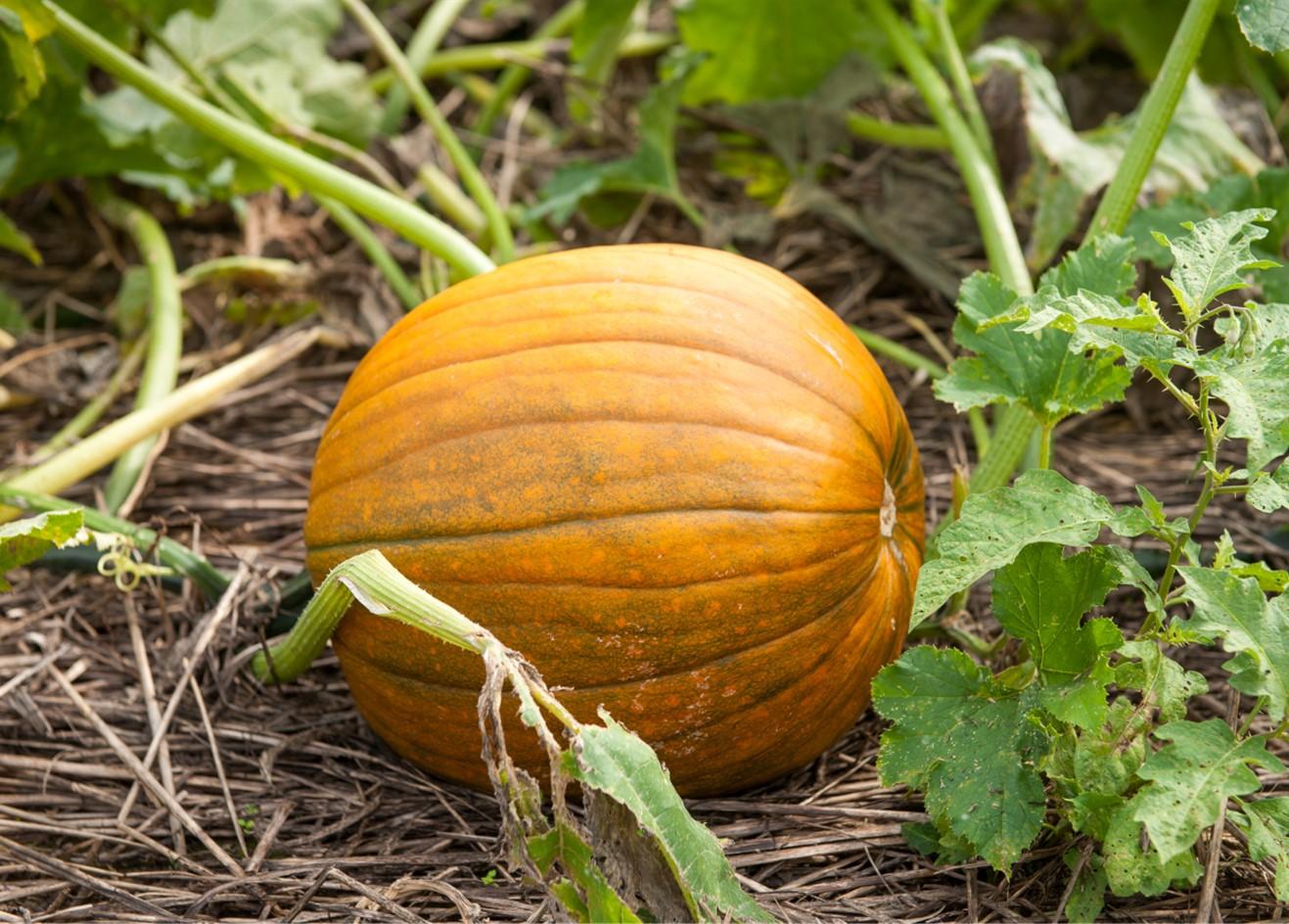 Building a Farm Food Safety Culture | University of Maryland Extension
