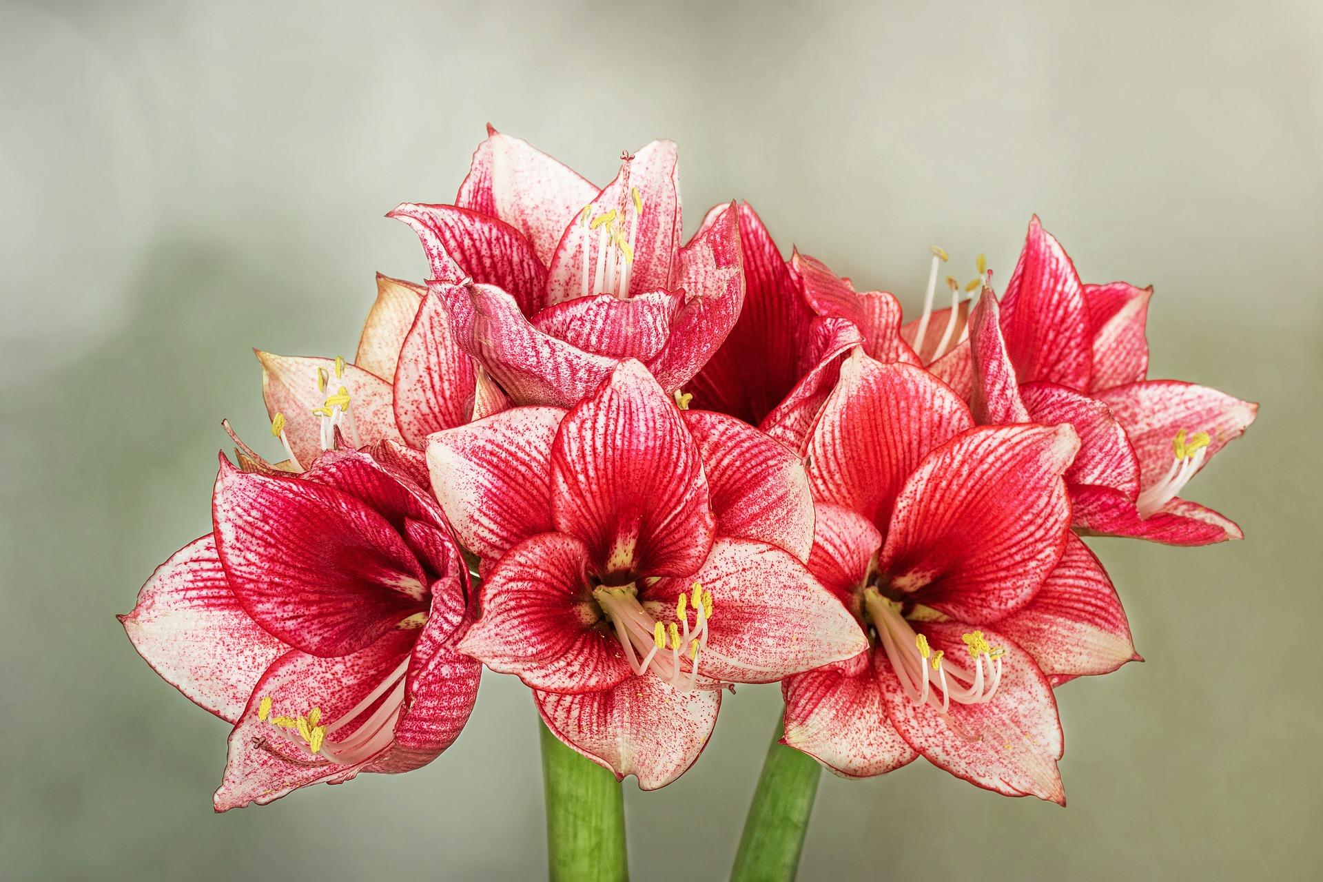 Amaryllis Care | University of Maryland Extension