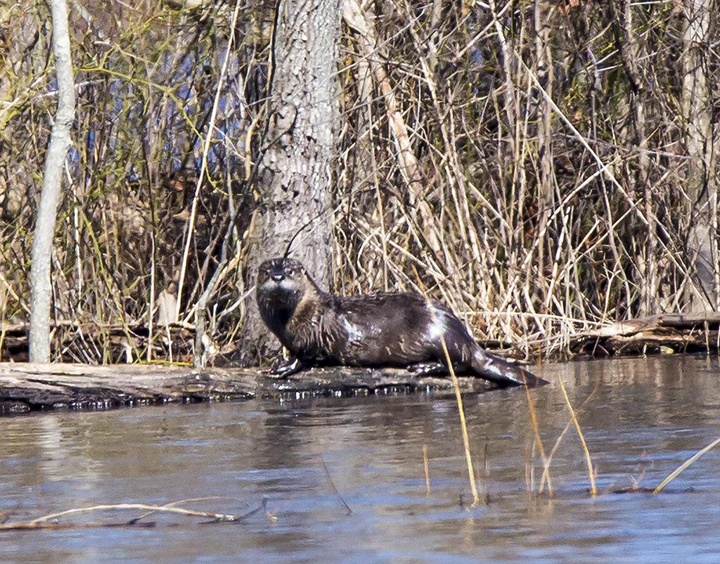 Woodland Wildlife Spotlight: North American River Otter | University of ...