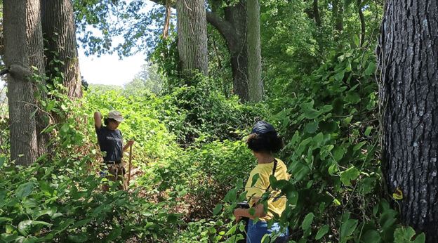 Using i-Tree for Landscape Tree Assessment | University of Maryland ...