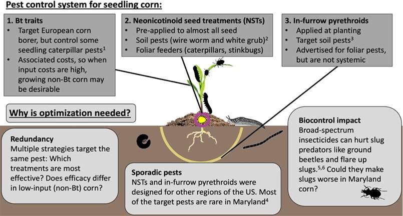 Optimizing Early Season Pest Management for Maryland Field Corn ...