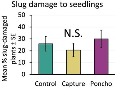 Optimizing Early Season Pest Management for Maryland Field Corn ...