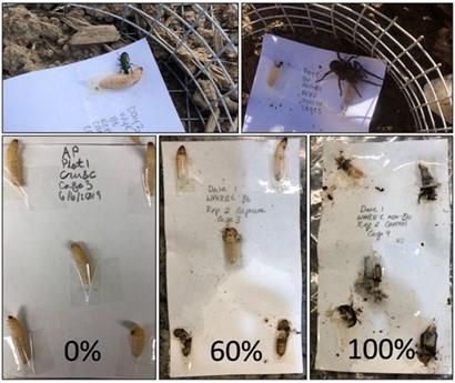 Optimizing Early Season Pest Management for Maryland Field Corn ...