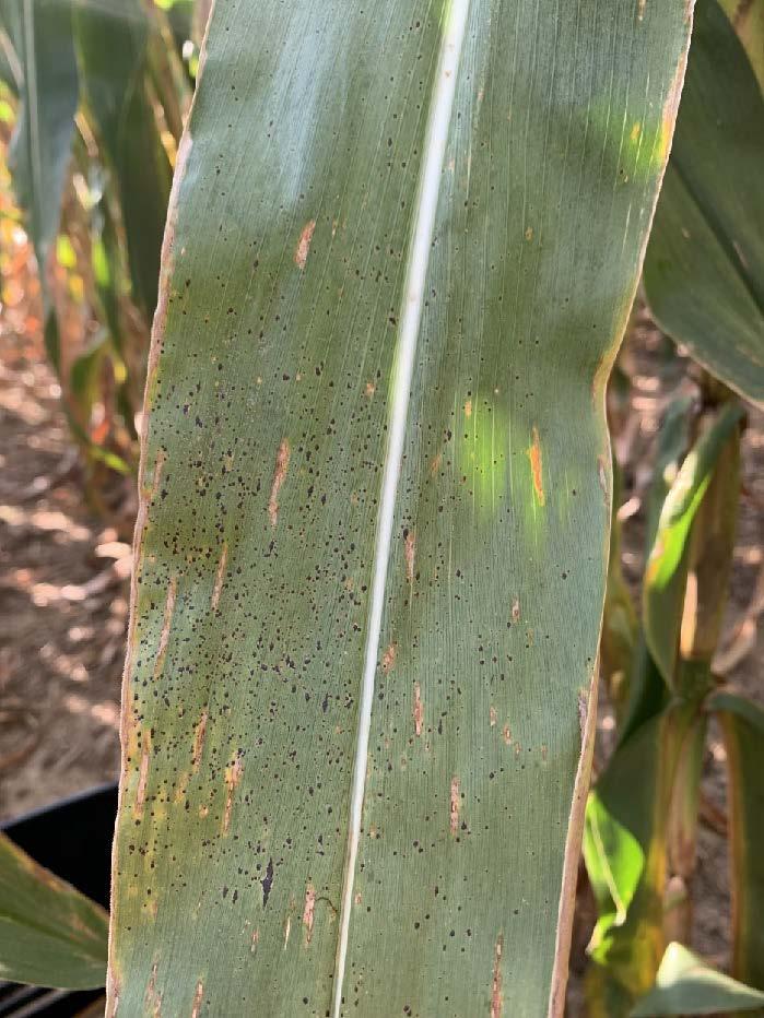 2023 Maryland Tar Spot of Corn Research | University of Maryland Extension