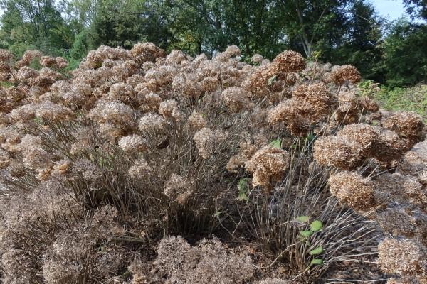 Pruning Hydrangeas | University of Maryland Extension