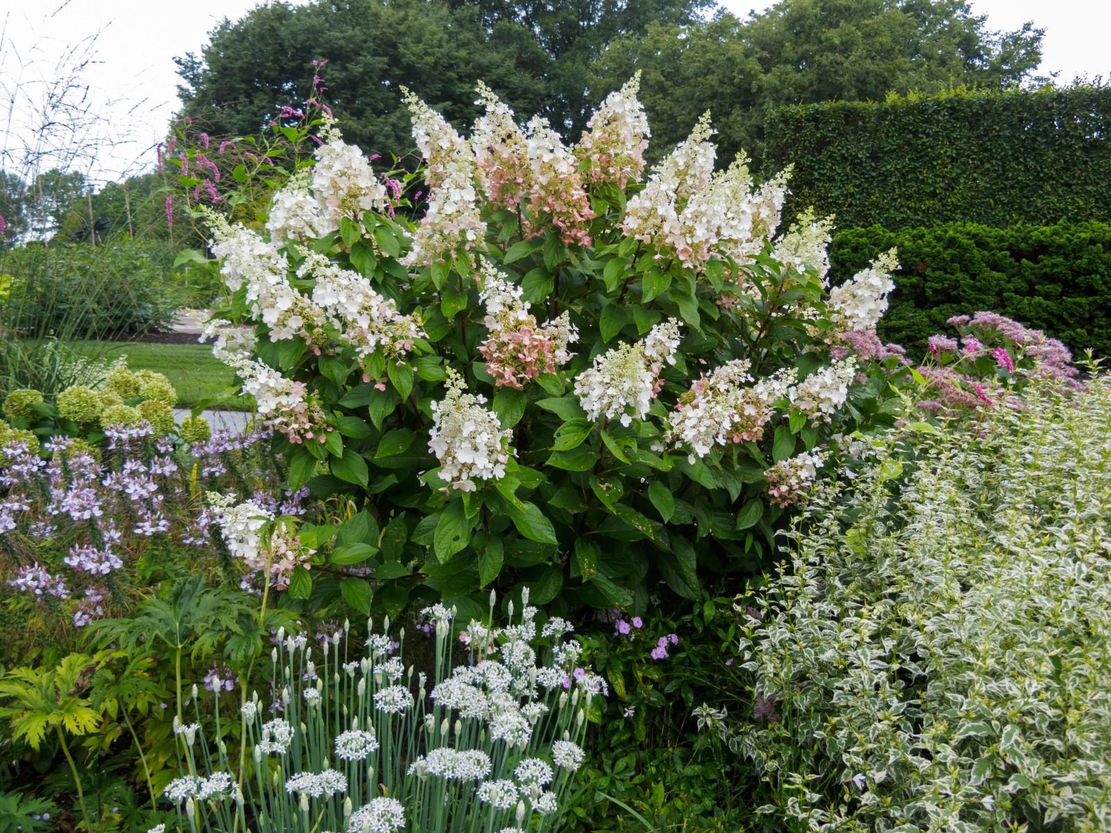 Pruning Hydrangeas | University of Maryland Extension
