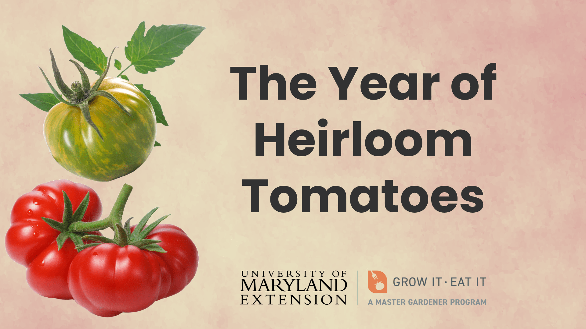 Growing Tomatoes in a Home Garden | University of Maryland Extension