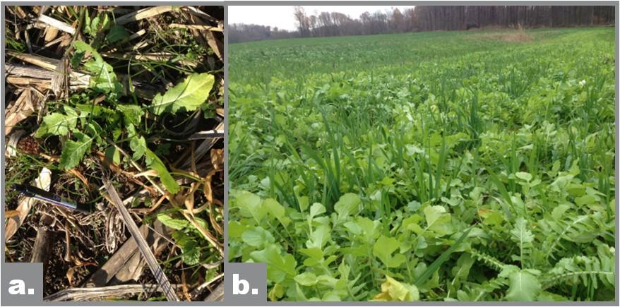 Introduction to Growing Cover Crops in the Mid-Atlantic (FS-2023-0692 ...