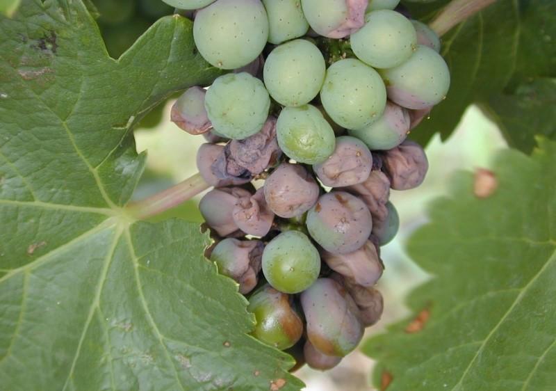 Growing Grapes in a Home Garden | University of Maryland Extension