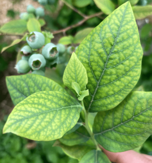 Growing Blueberries in a Home Garden | University of Maryland Extension