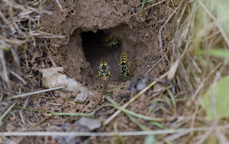 Social Wasps: Yellowjackets, Hornets, and Paper Wasps | University of ...
